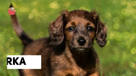 Nombres Para PERROS SALCHICHAS Listado Para Hembras Y Machos YouTube