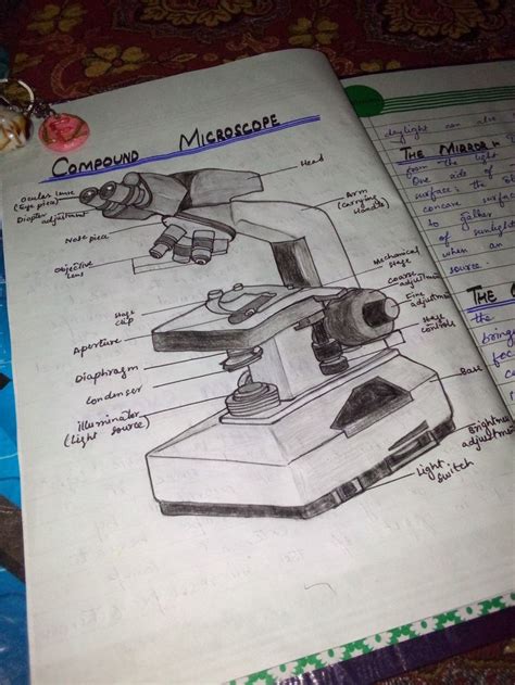 Compound Microscope Diagram