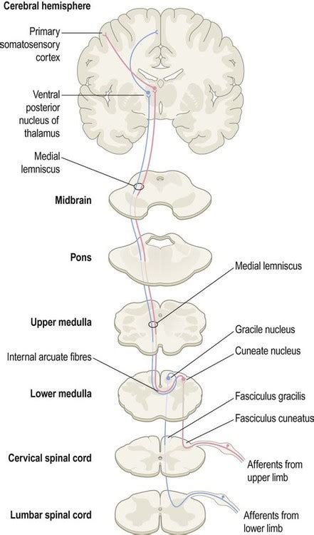 Sensory And Motor Pathways Neupsy Key