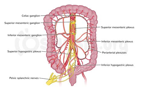 Anatomy Of The Abdominal Viscera Large Intestine Osmosis