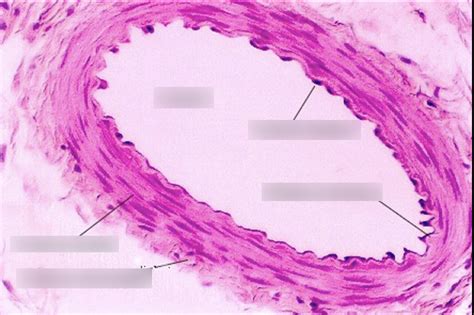 Vessel Histology Diagram Quizlet