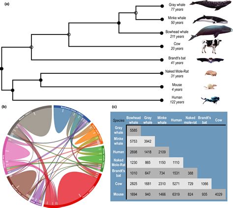 Gray Whale Transcriptome Reveals Longevity Adaptations Associated With