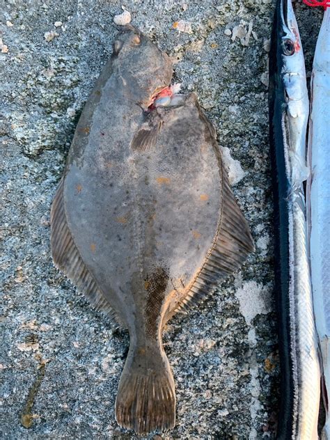 Plattfisch Scholle an Rügens Nordküste Boddenangeln Rügen