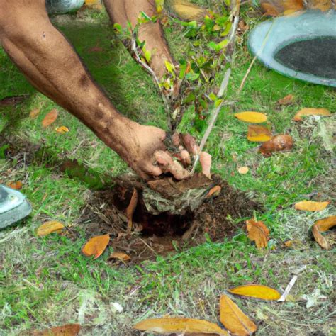 Descubra Os Segredos Para Plantar Seriguela Sucesso