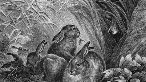 Warum Sagen Sich Fuchs Und Hase Gute Nacht SWR Wissen