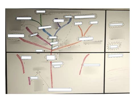 Human Evolution Diagram Quizlet