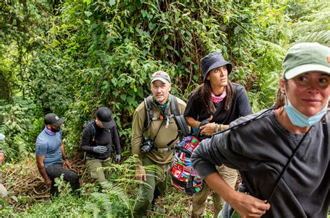 Rules And Regulations For Gorilla Trekking Gorilla Trekking Expedition