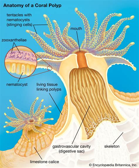 Phylum Cnidaria Polyp
