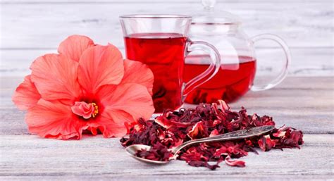 Hibisco qué es características y dónde se encuentra