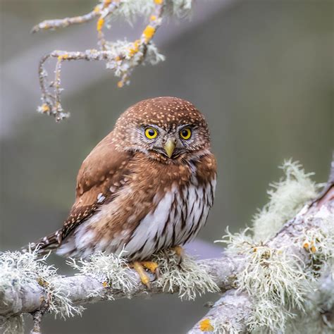 Somerset House Images Northern Pygmy Owl