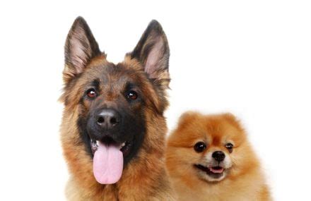 German Shepherd Pomeranian Mix Info Pictures Characteristics Facts