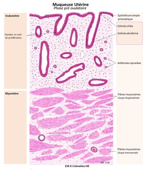 Histologie Et Pathologie Des Organes