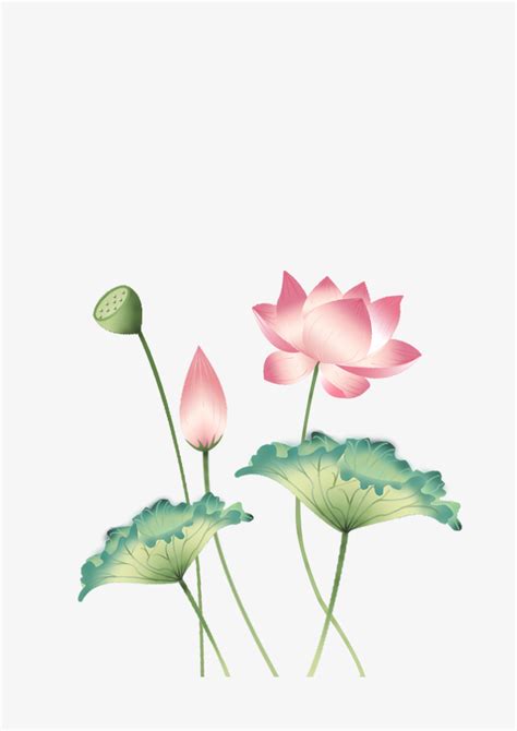 手绘荷花 快图网 免费PNG图片免抠PNG高清背景素材库kuaipng
