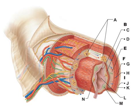 Digestive System Structures Esophagus And Stomach Flashcards Quizlet