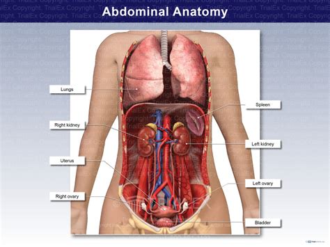 Diagram Of Female Abdominal Organs
