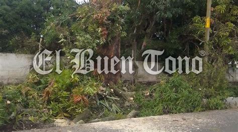 Alcalde de Amatlán derriba árbol por obra El Buen Tono