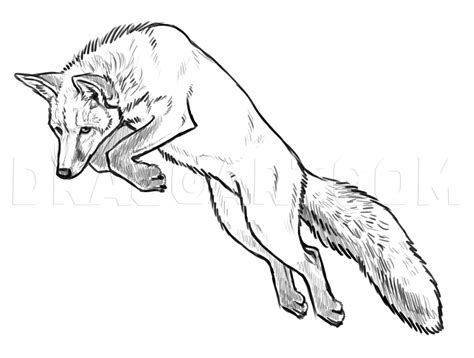 Realistic Fox Drawing Outline