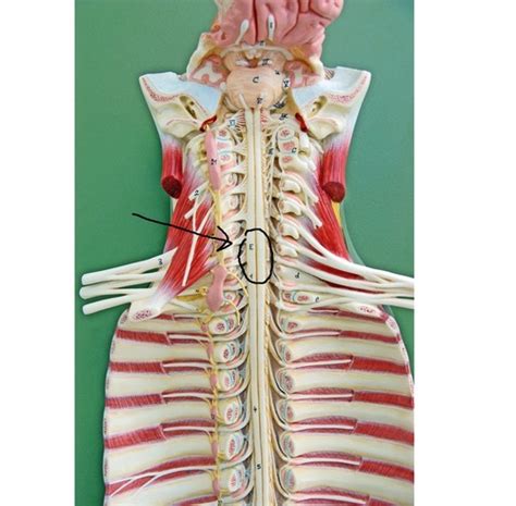 Upper And Lower Spinal Cord Flashcards Quizlet