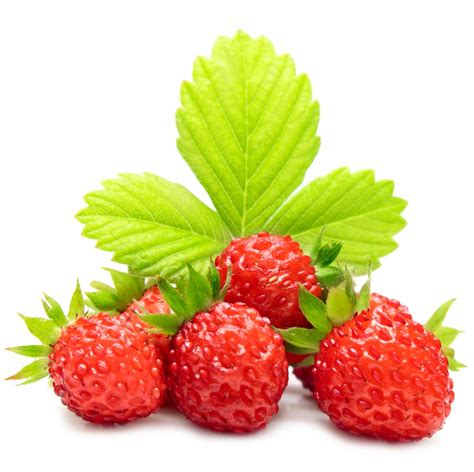 Belles Vari T S De Fraises Et Fraisiers Cultiver