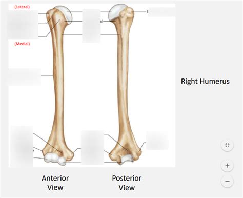 Humerus Diagram Diagram Quizlet