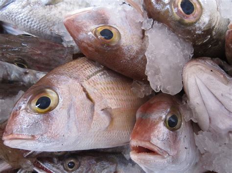 Cómo saber si el pescado está fresco Buzón de Noticias