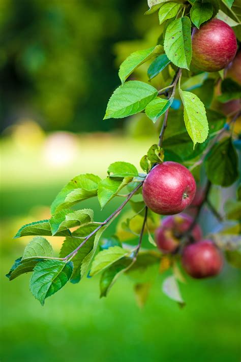 Free Images Apple Tree Blossom Fruit Berry Leaf Flower Food