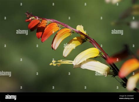 Star Bindweed Or Spanish Flag Ipomoea Lobata Quamoclit Lobata