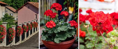40 Plantas con flores rojas para un jardín encantador Planterista