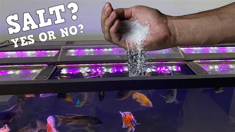 How Often To Add Salt To Freshwater Aquarium Fishn Addiction