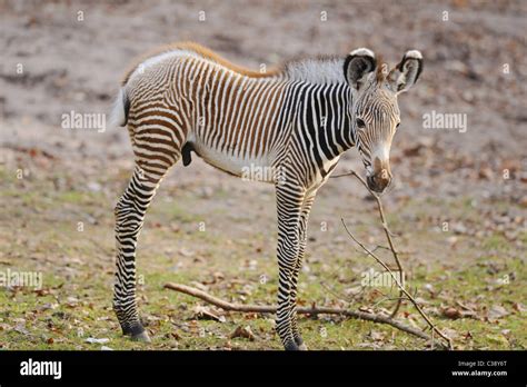 Gr Vy S Zebra Cub Equus Grevyi Stock Photo Alamy