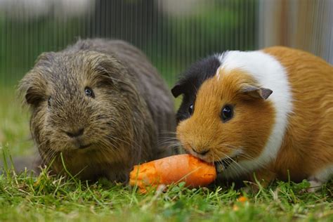 Porquinho Da India Pode Comer Goiaba Retoedu