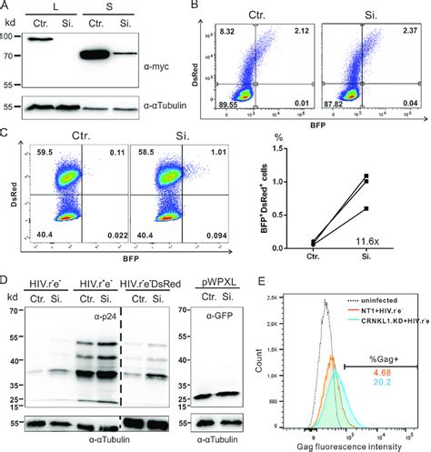 CRNKL1 Knockdown Increases Expression Of Gag After Acute HIV Infection