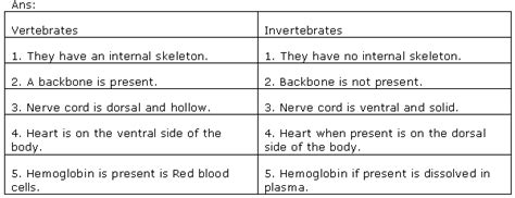 Vertebrates And Invertebrates Similarities