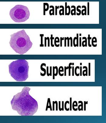 Vaginal Cytology Things Flashcards Quizlet