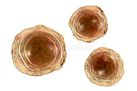 Ascaris Lumbricoides Stock Illustration Illustration Of Organ