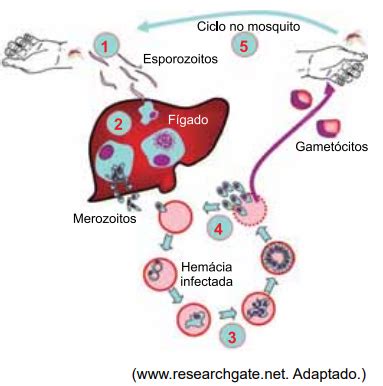 Blog De Biologia Quest Es De Biologia Albert Einstein A