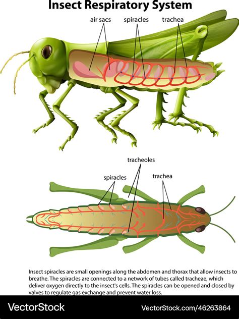 Grasshopper Respiratory System Diagram Royalty Free Vector