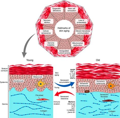 Cellular Senescence Novel Interventions For Combating Skin Aging