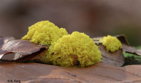 Hexenbutter auf Buchenlaub Gelbe Lohblüte Fuligo septica Flickr