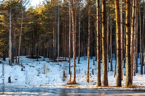 Fototapeta Pejza Natura Drzewa Las Dekowizja Pl