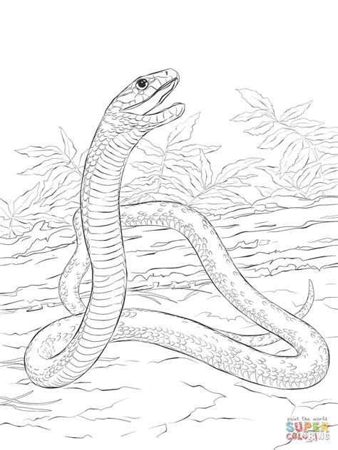 Ball Python Coloring Pages At Getcolorings Free Printable