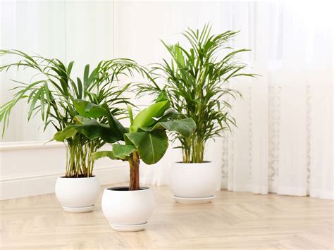 Details Imagen Plantas De Interior Para La Buena Suerte Abzlocal Mx