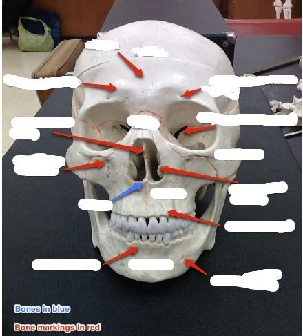 Anterior Skull Diagram Quizlet