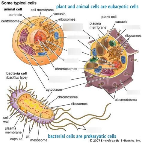 Biochemistry II Module Of The MCAT Self Prep ECourse Lesson 8