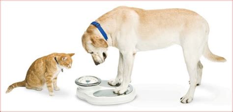 Chiens Et Chats Des Conseils Pour Maigrir Sainement Petits Compagnons