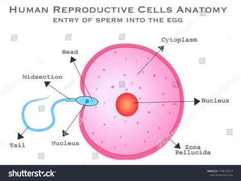 Diagramme De Cellules Reproductrices M Les Humains Image Vectorielle