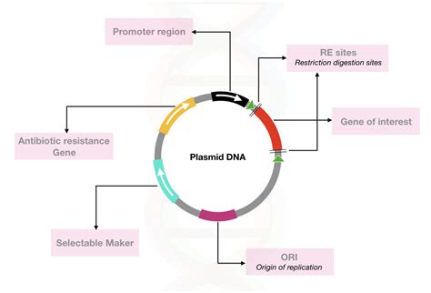 Plasmid DNA Structure Function Isolation And Applications