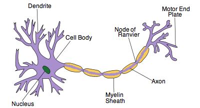 Labeled Diagram Of A Motor Neuron