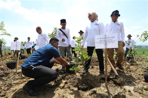 Pertamina EP Rehabilitasi Daerah Aliran Sungai Seluas 23 27 Hektare Di