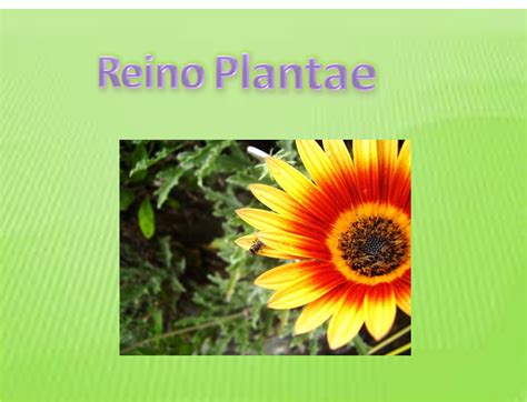 Biologia Al Extremo Reino Plantae